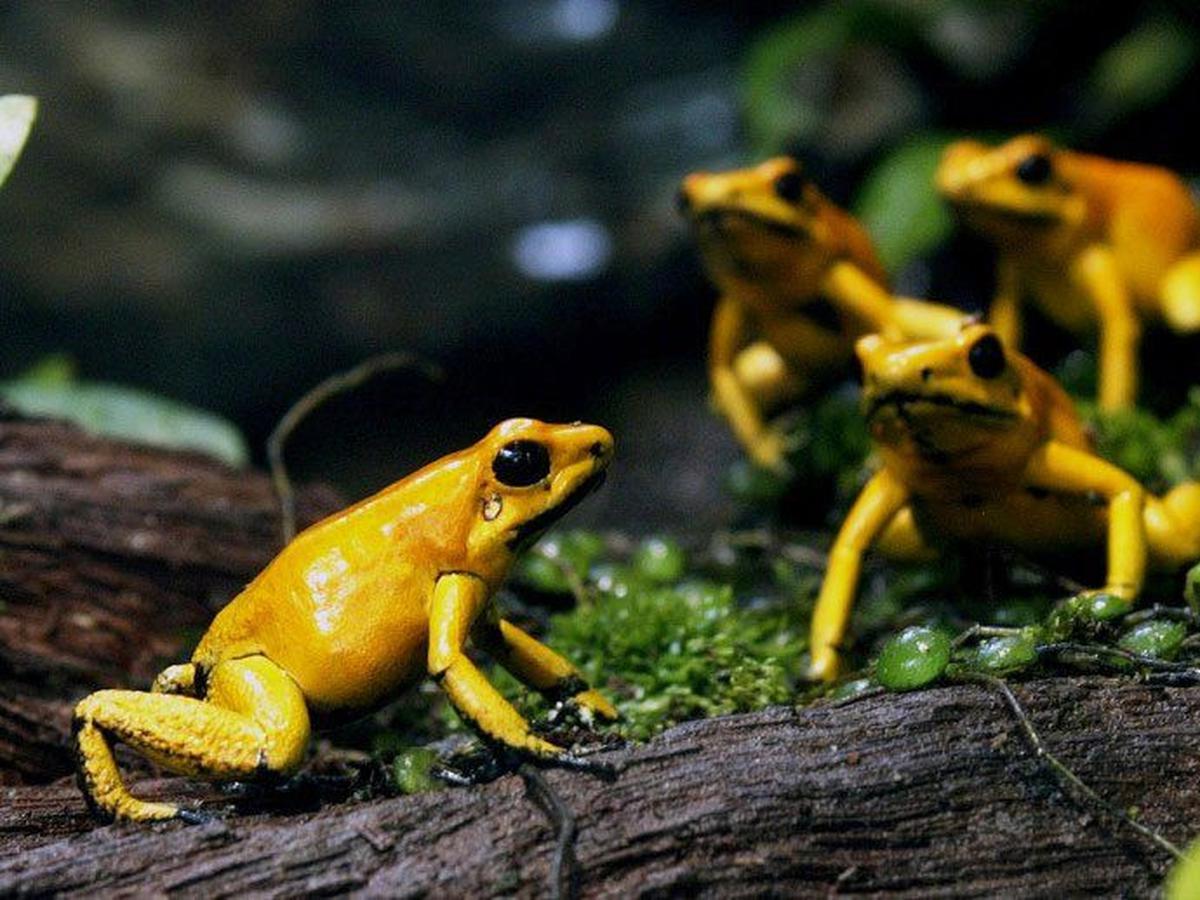 Organ gerak pada katak, Lengkap fungsi dan ciri-cirinya